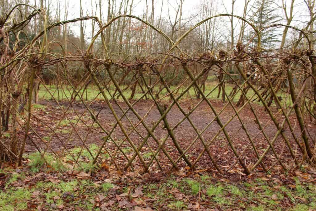 Bishops Wood – Field Studies Council