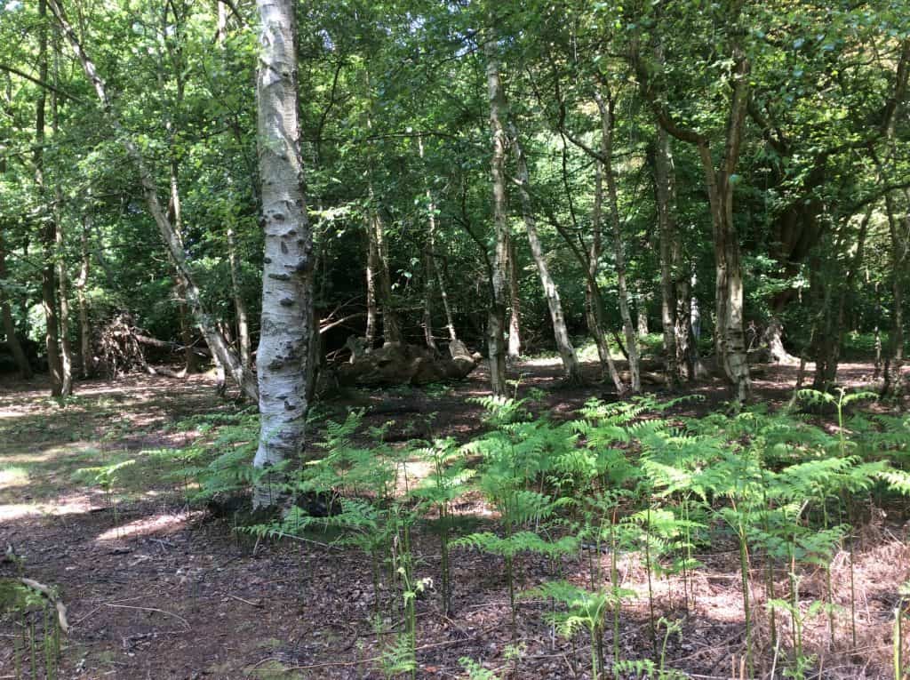 Epping Forest Field Centre – Field Studies Council