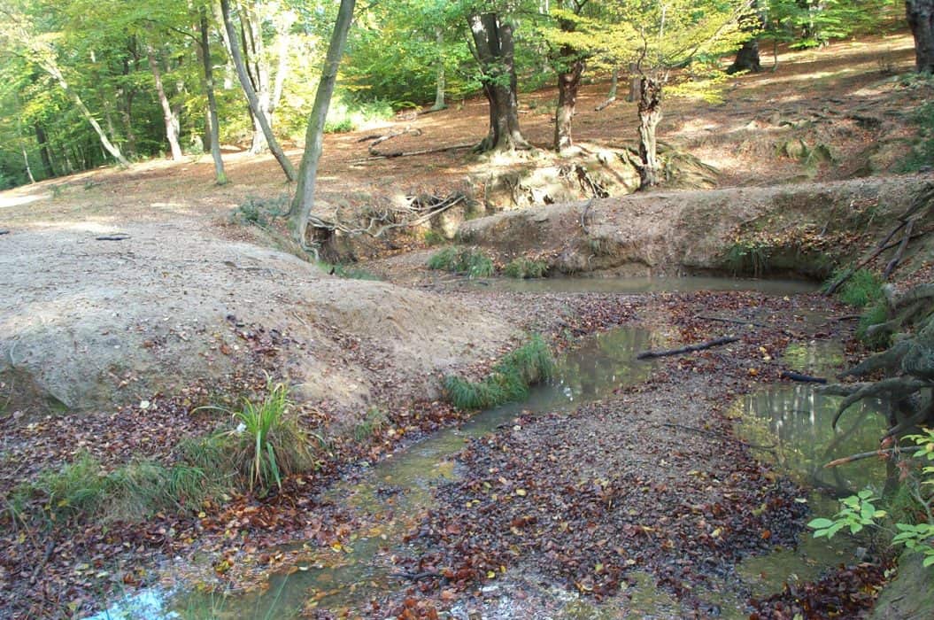 Epping Forest – Field Studies Council