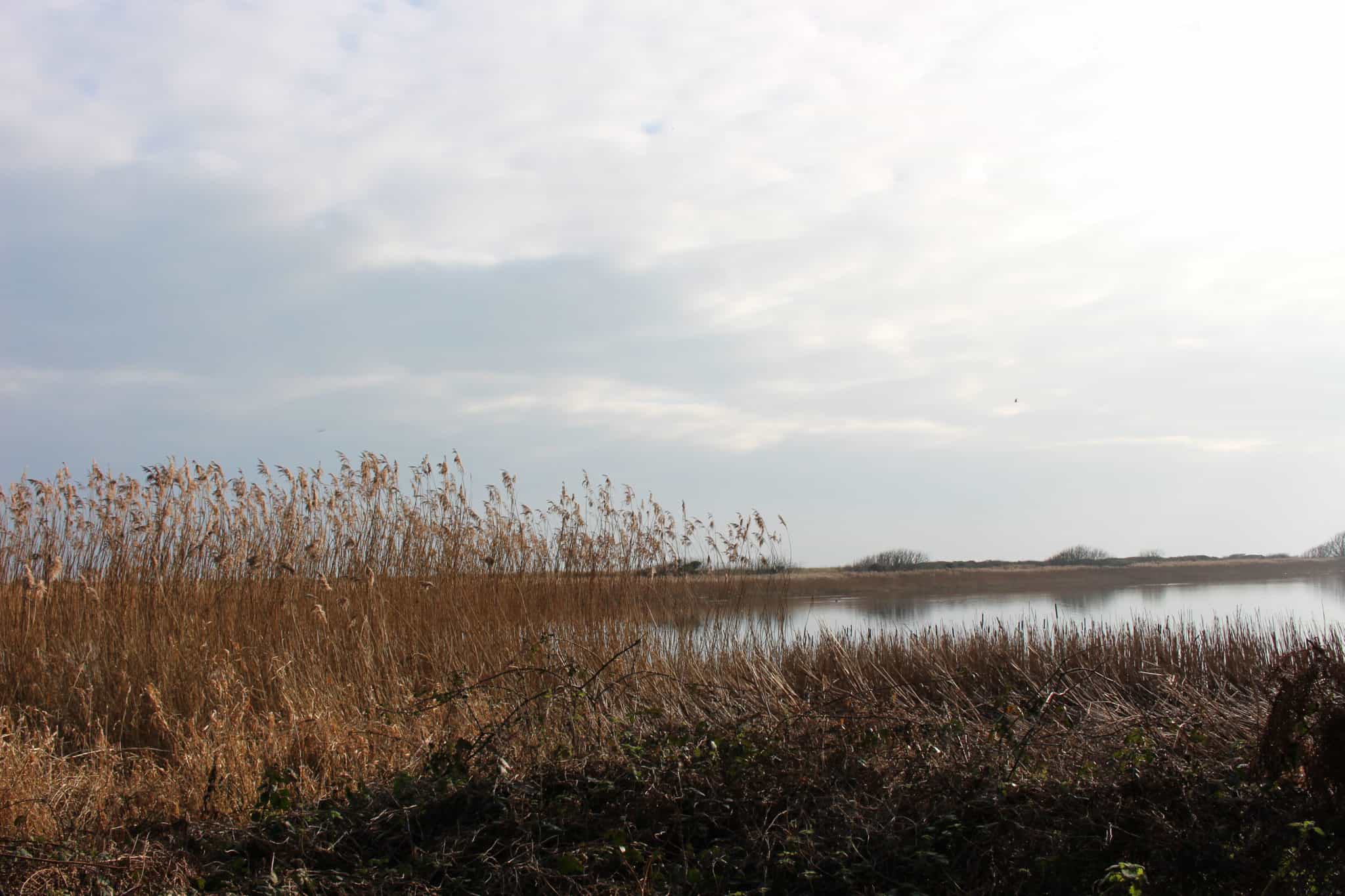 FSC Slapton Ley National Nature Reserve – Field Studies Council