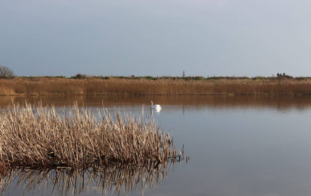 Slapton Ley National Nature Reserve – Field Studies Council