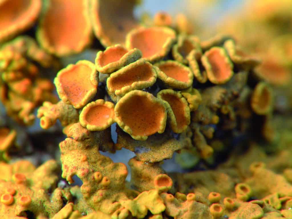 Identifying Lichens - MMU – Field Studies Council