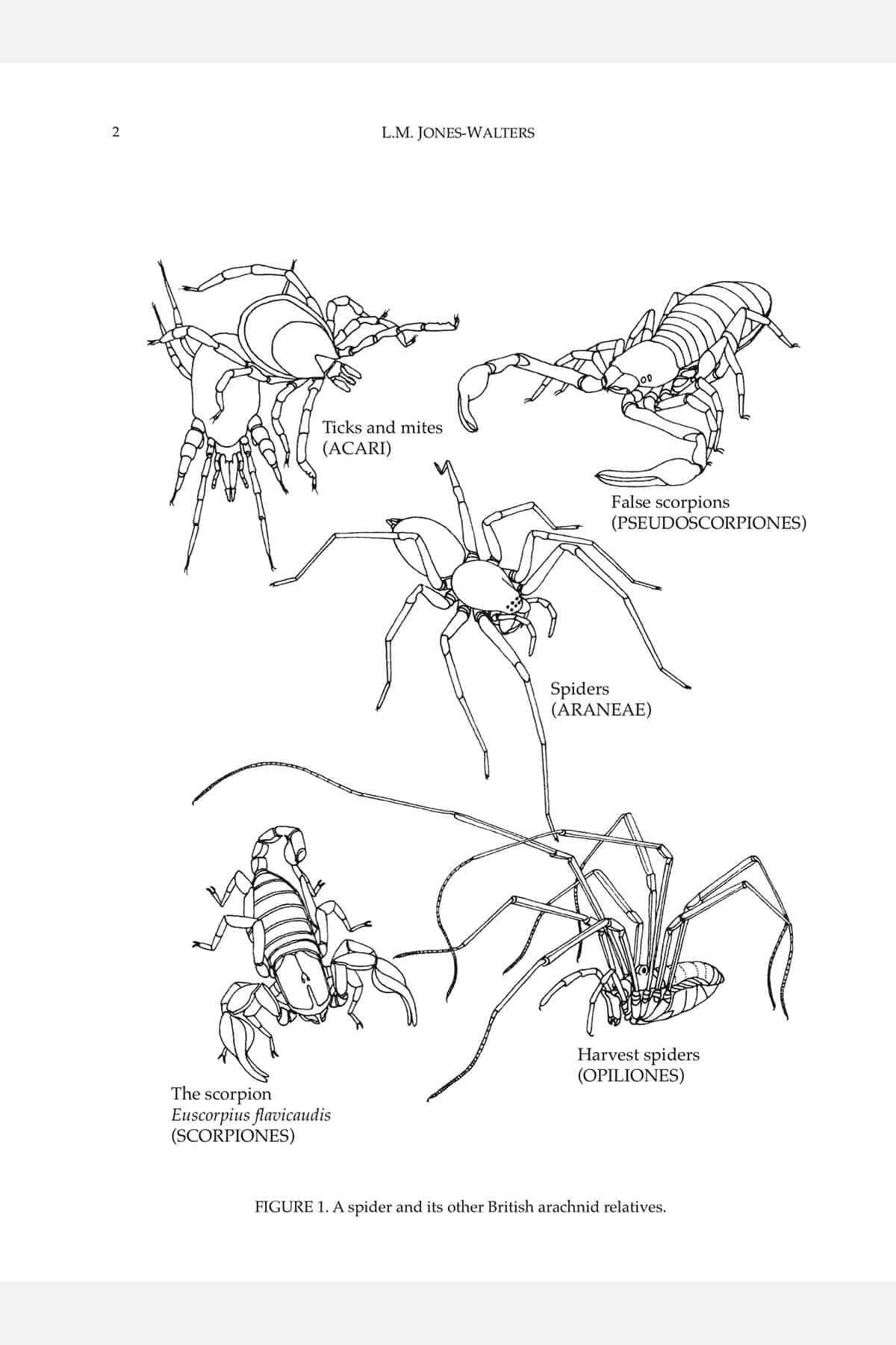 Spiders AIDGAP | Paperback Identification Key | Field Studies Council
