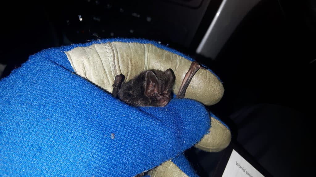 How to Survey and Study Bats in Woodlands - 11/08/2023 – Field Studies ...