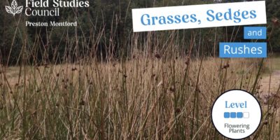 Rushes guide – Field Studies Council
