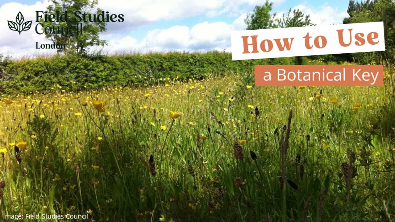 Grasses guide – Field Studies Council