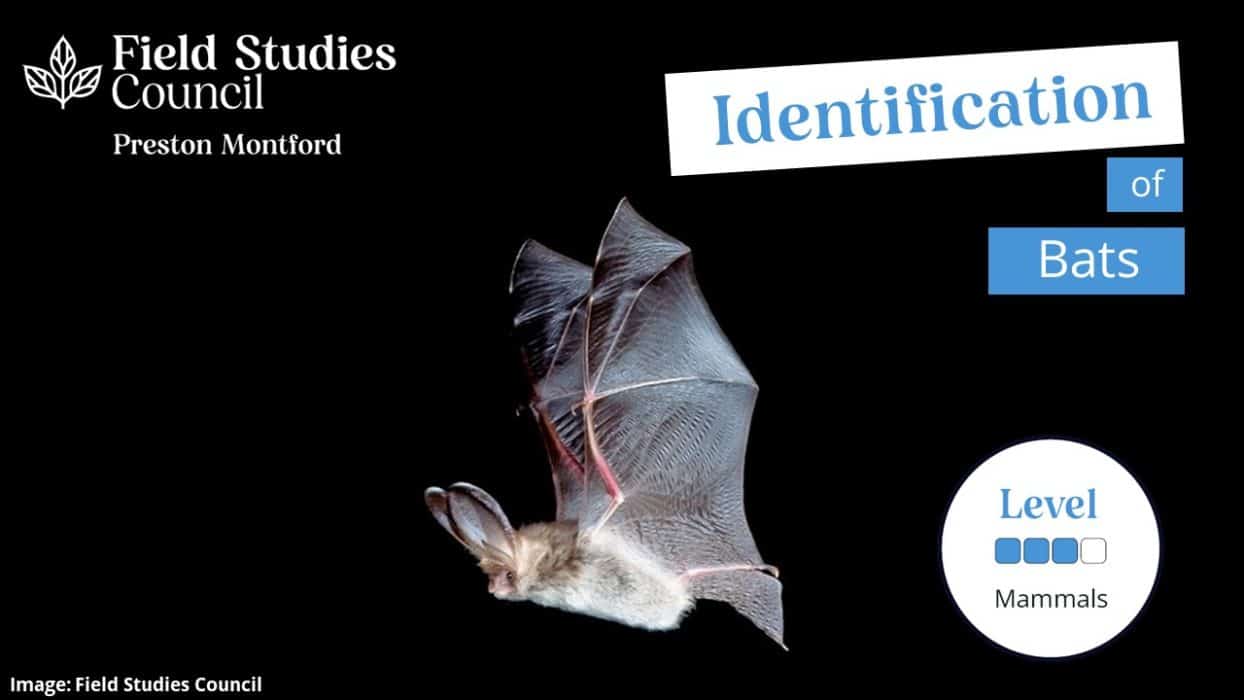 Bats guide – Field Studies Council