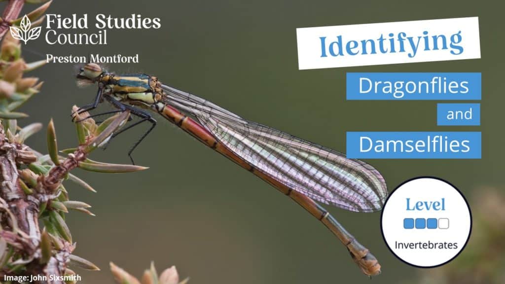 Identifying and Recording Dragonflies and Damselflies – Field Studies Council