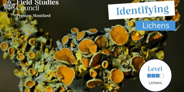 All Courses Field Studies Council