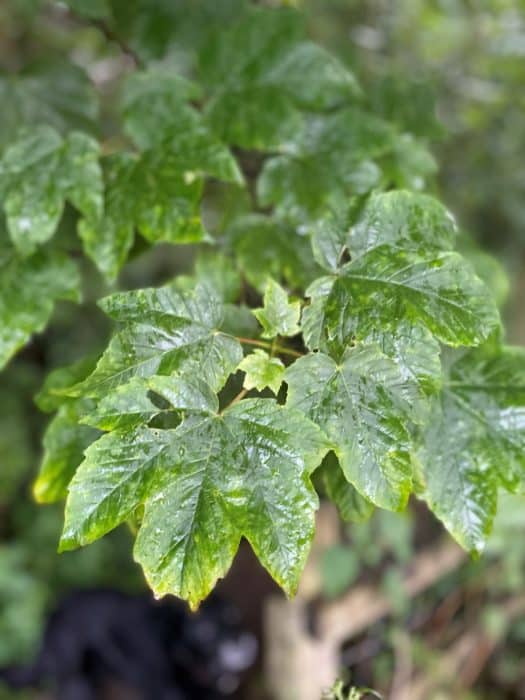 Tree Identification Courses | Beginner to Advanced | FSC