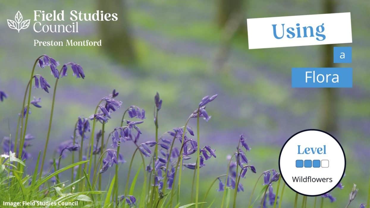 Grasses guide – Field Studies Council