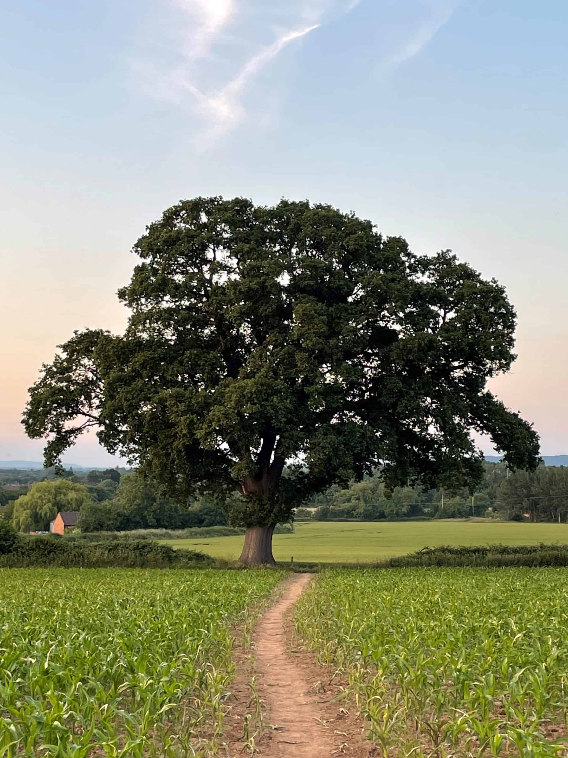 Tree Identification Courses Beginner To Advanced FSC