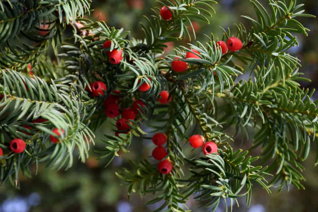 Introduction to Coniferous Trees - Cancelled – Field Studies Council