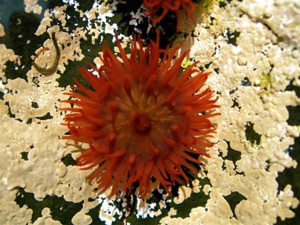 Discovering Marine Invertebrates - Online – Field Studies Council