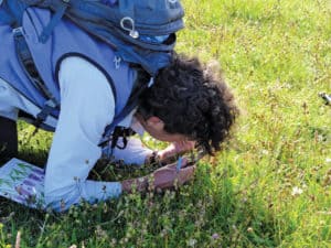 Phase 1 survey guide: Grassland and marsh – Field Studies Council