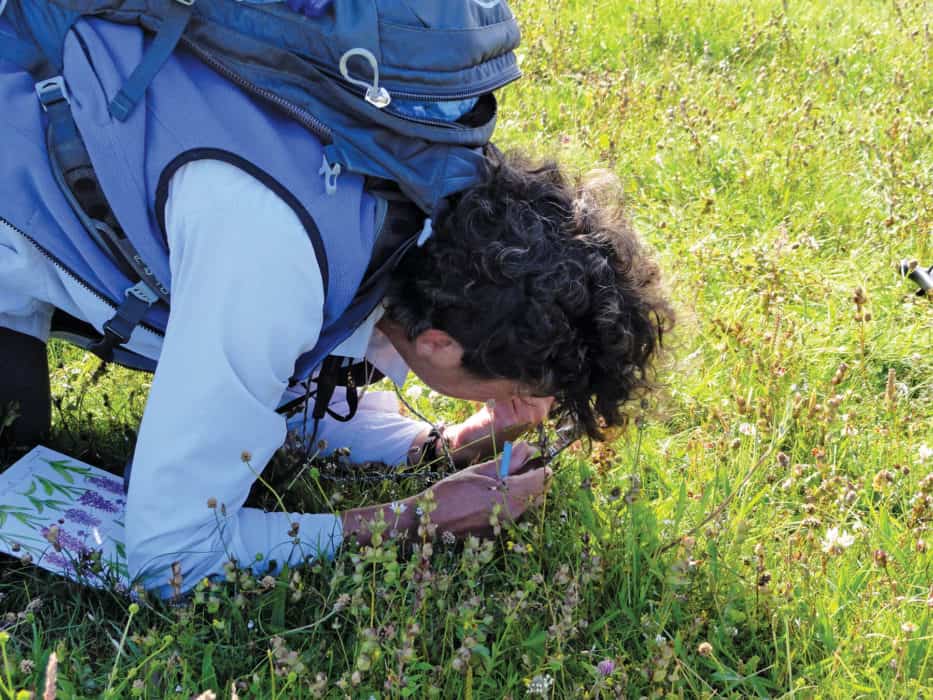 Phase 1 survey guide: Grassland and marsh – Field Studies Council Phase 1 survey guide: Grassland and marsh – Field Studies Council