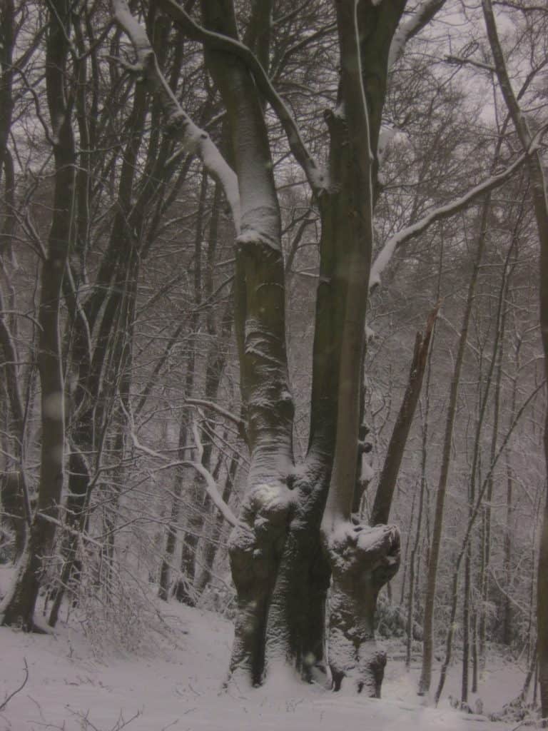 Trees In Winter: A Seasonal Walk Through The Dedham Vale – Field ...