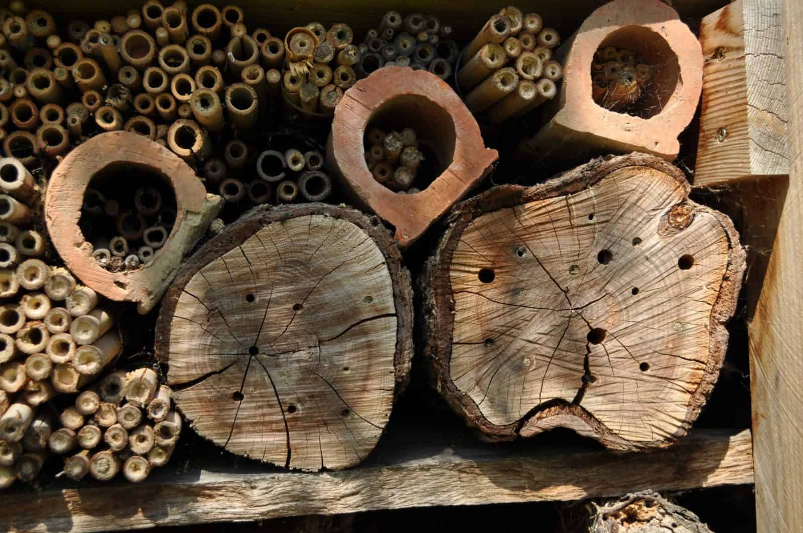 Hemiptera (True Bugs) Courses | Field Studies Council