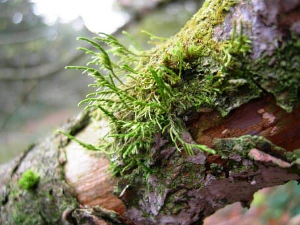 Discovering Bryophytes - 09/02/2023 Online – Field Studies Council