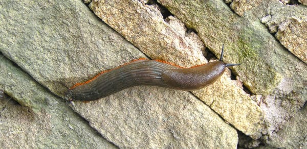 Slugs AIDGAP | Paperback Identification Key | Field Studies Council