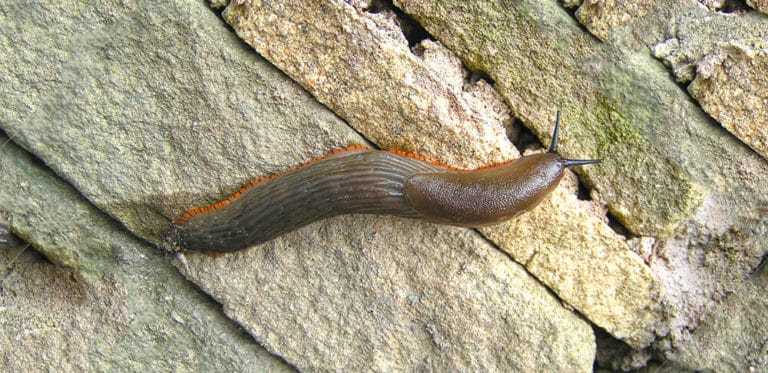 Slugs AIDGAP | Paperback Identification Key | Field Studies Council