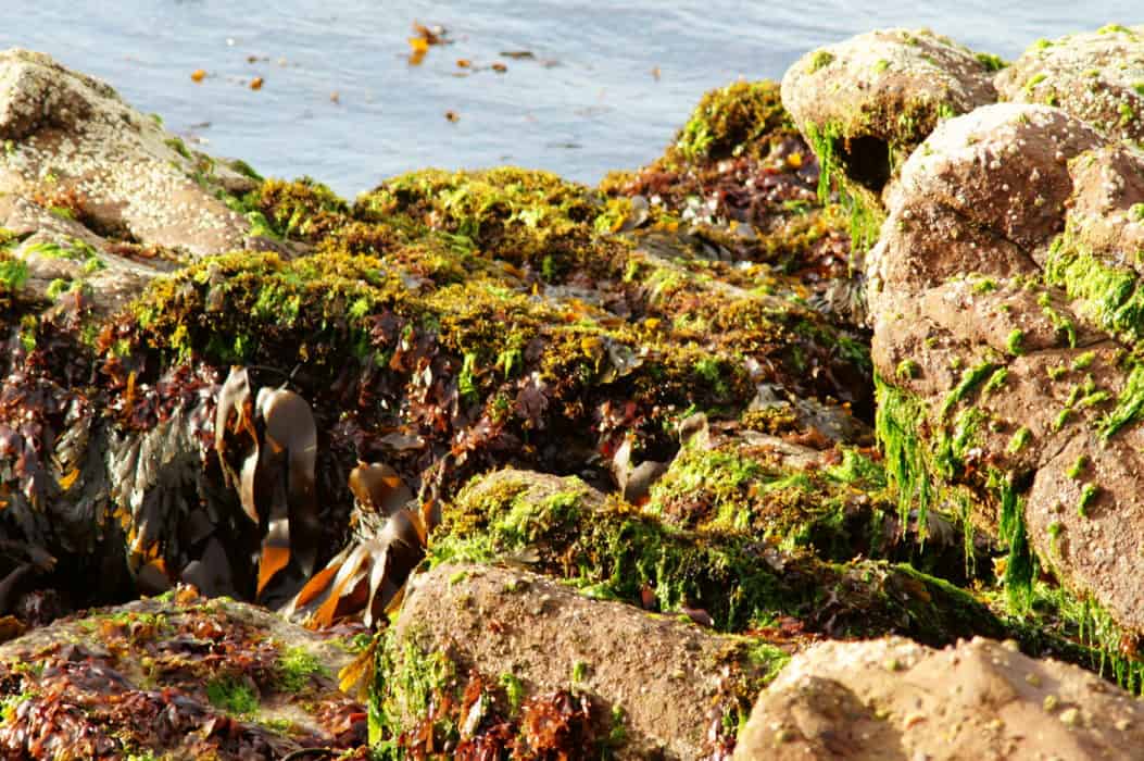 Seaweeds guide – Field Studies Council