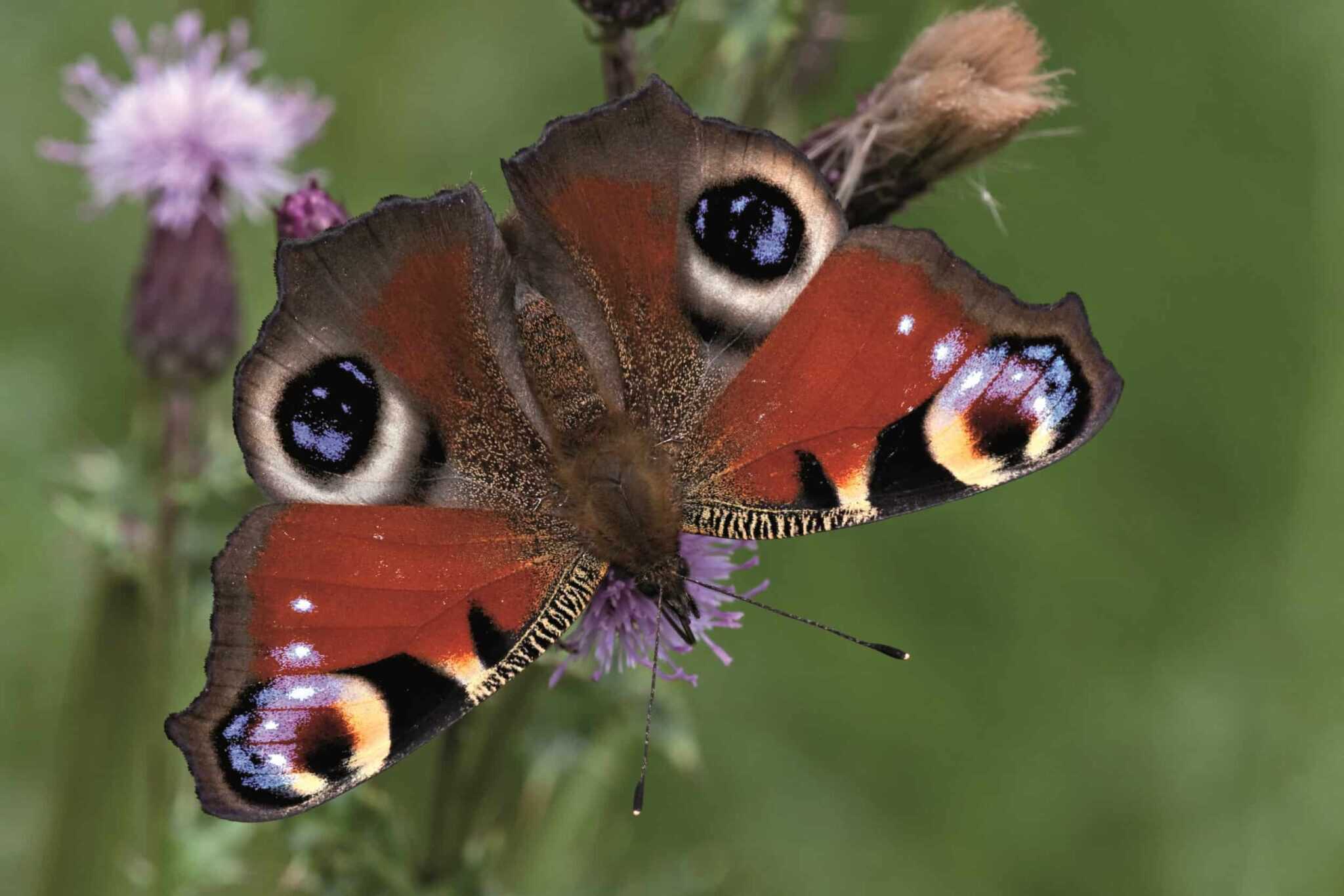 An Introduction to Butterflies and Moths Course – Field Studies Council
