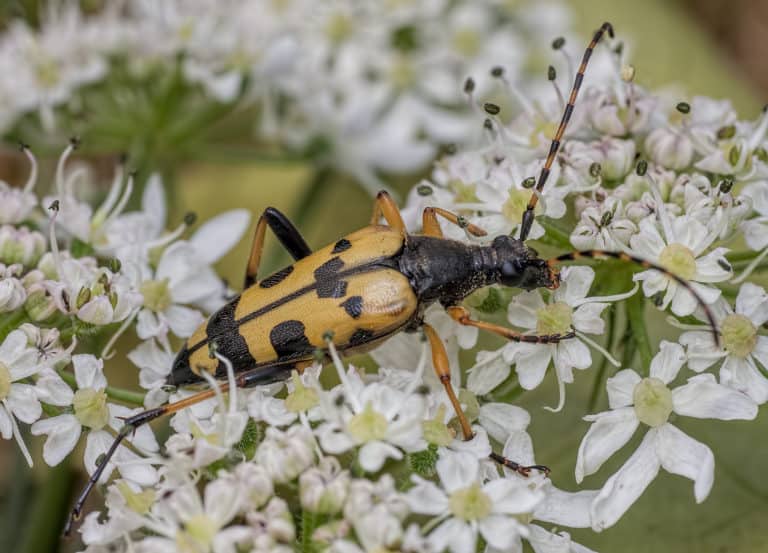Longhorn beetles guide – Field Studies Council