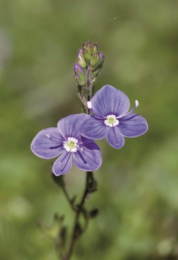 Identifying Wildflower Families - Online – Field Studies Council