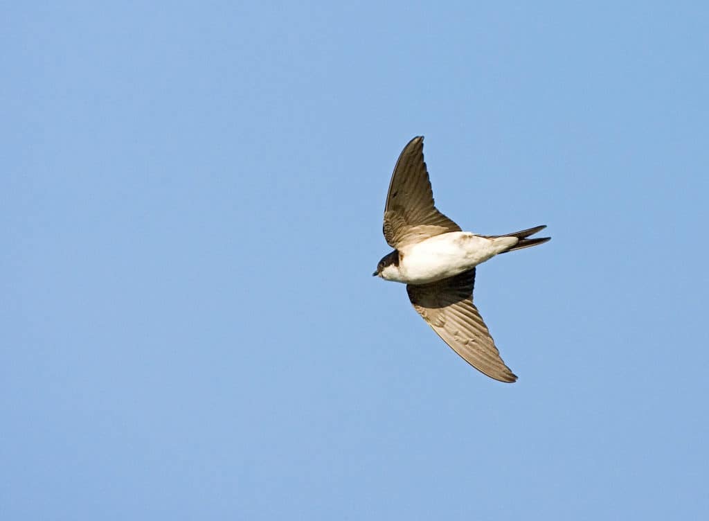 British Bird Guide | FSC Bird Field Guide for the Top 50 Garden Birds