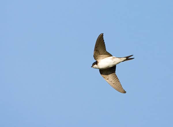 British Bird Guide | FSC Bird Field Guide for the Top 50 Garden Birds