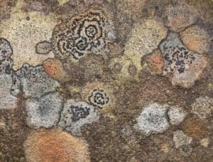 Churchyard lichens guide – Field Studies Council