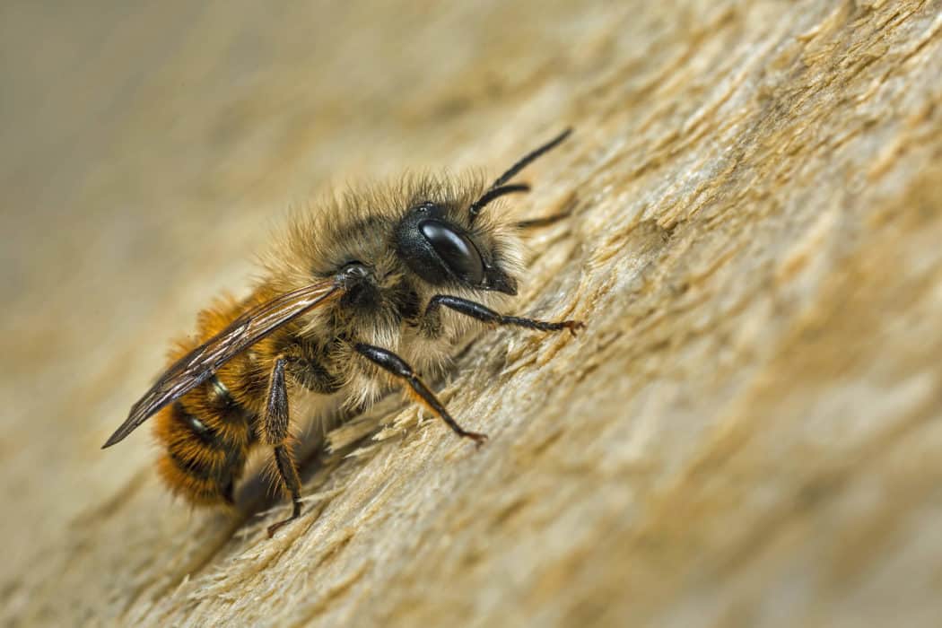 British Bees Identification Guide | FSC Bee Guide for Great Britain & N.I British Bees Identification Guide | FSC Bee Guide for Great Britain & N.I
