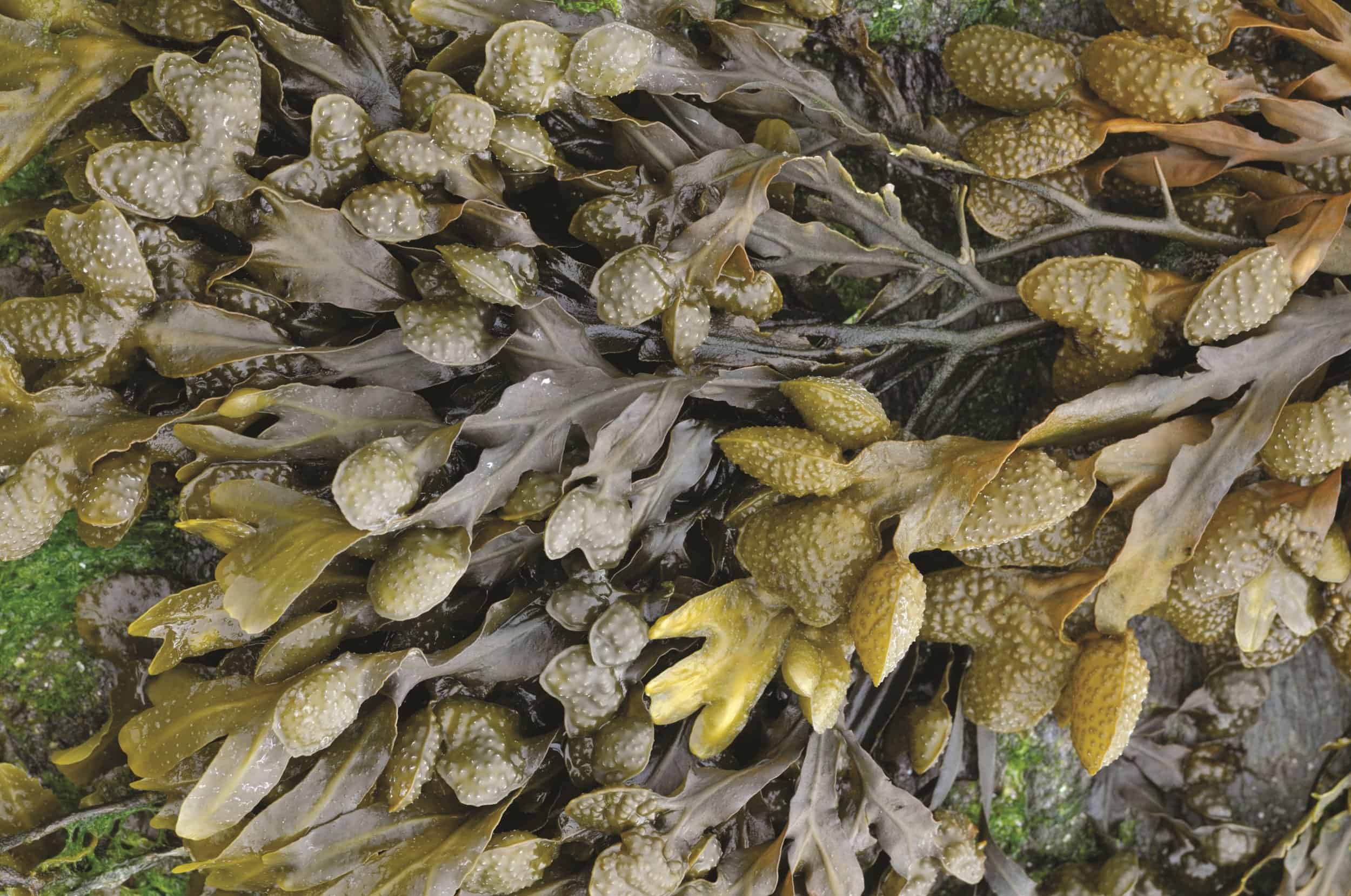 Qualitative Sampling – Field Studies Council