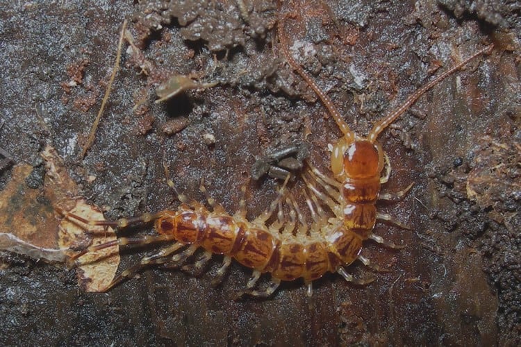 Centipedes and Millipedes Courses | Field Studies Council