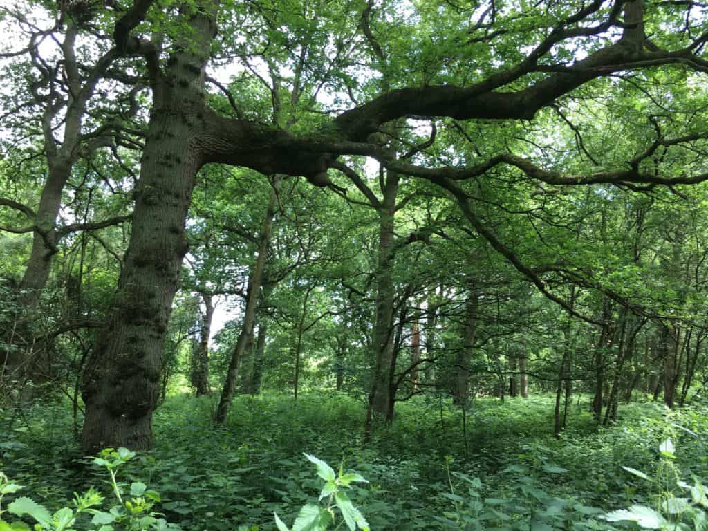 Trees and Woodlands in the British Landscape – Field Studies Council