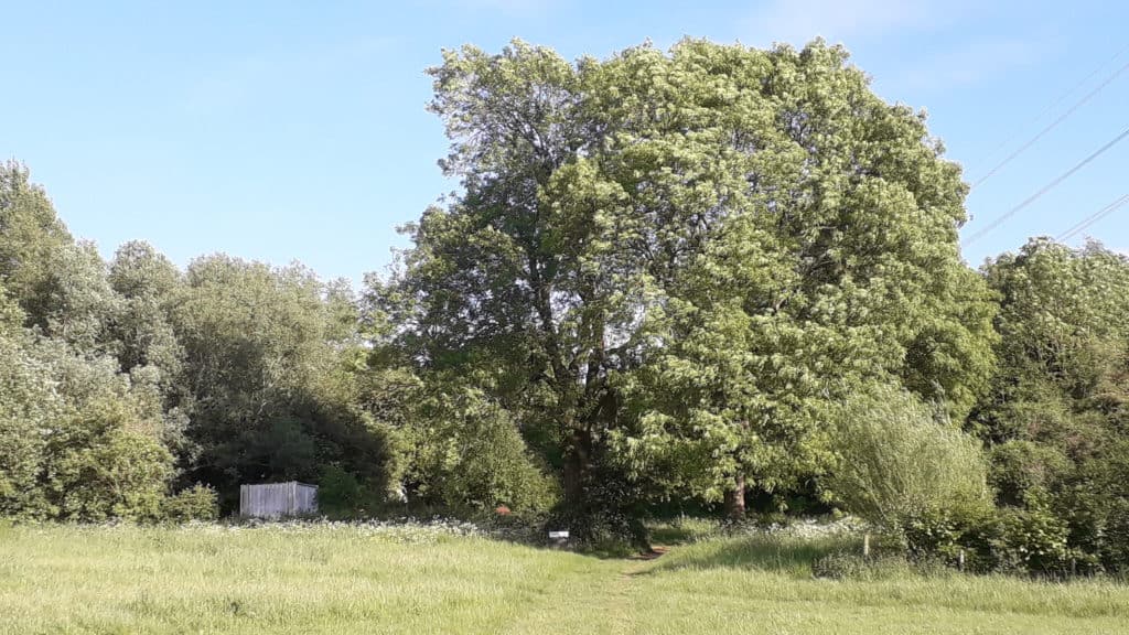 Tremendous Trees - 10/04/2023 – Field Studies Council