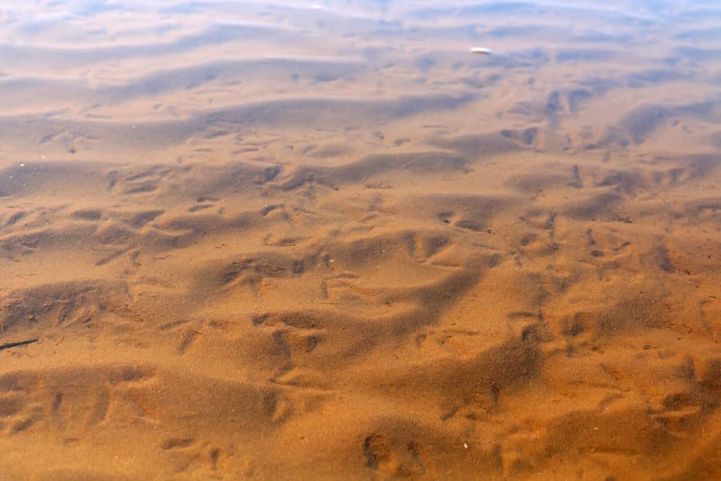 Bird tracks and signs guide – Field Studies Council