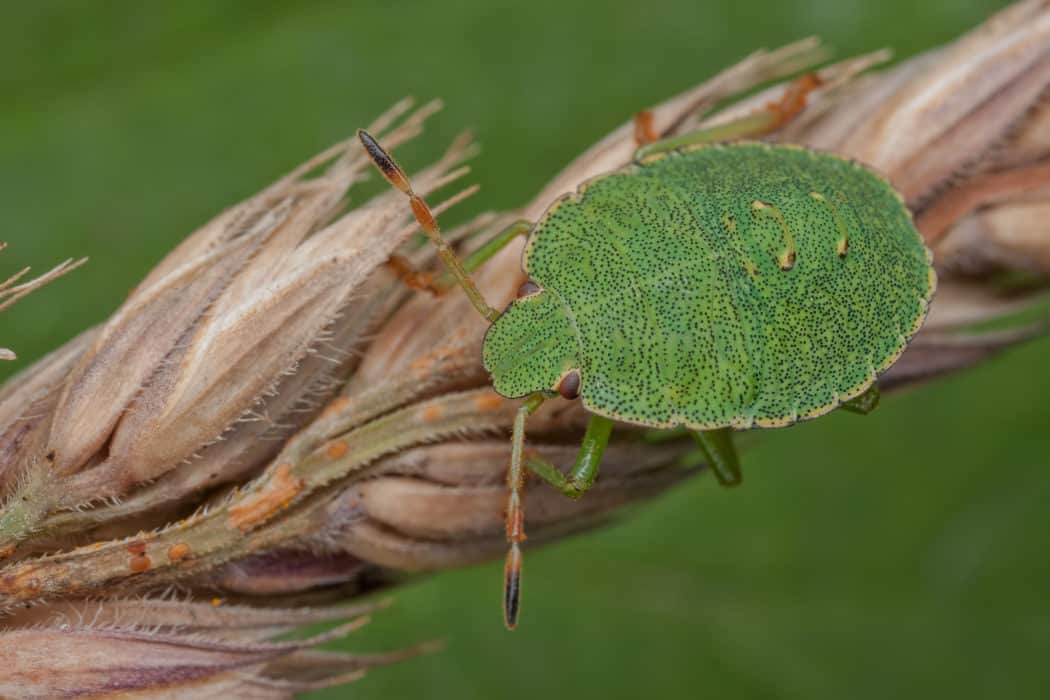 Hemiptera (True Bugs) Courses | Field Studies Council