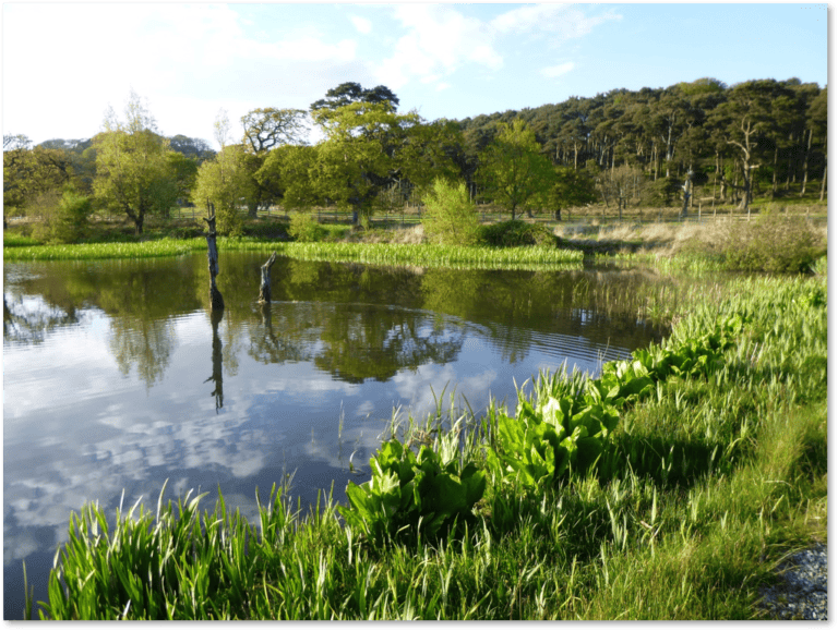 Introducing Grasses, Sedges and Rushes - Online – Field Studies Council