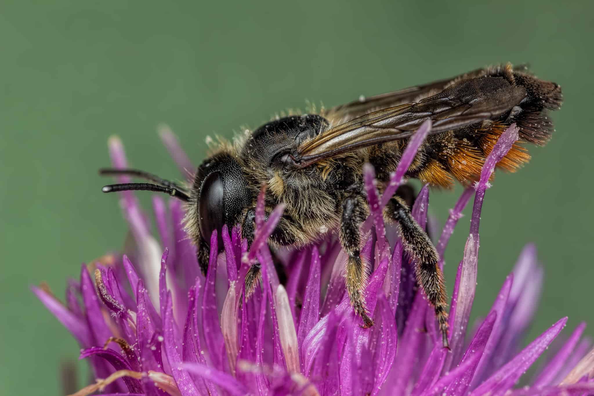 Identifying Insects using Specimens and Microscopes - MMU 2023 – Field ...