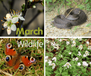 What to spot in March? – Field Studies Council