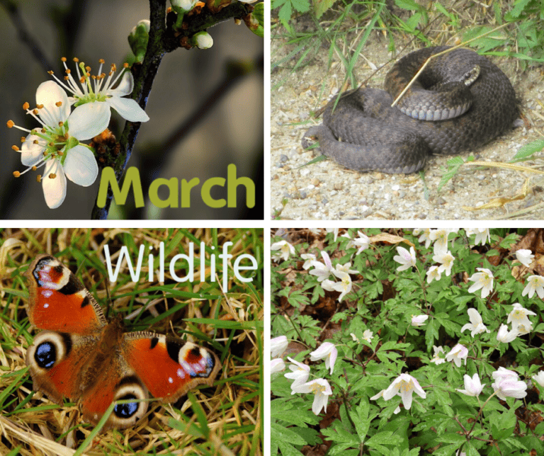 What to spot in March? – Field Studies Council