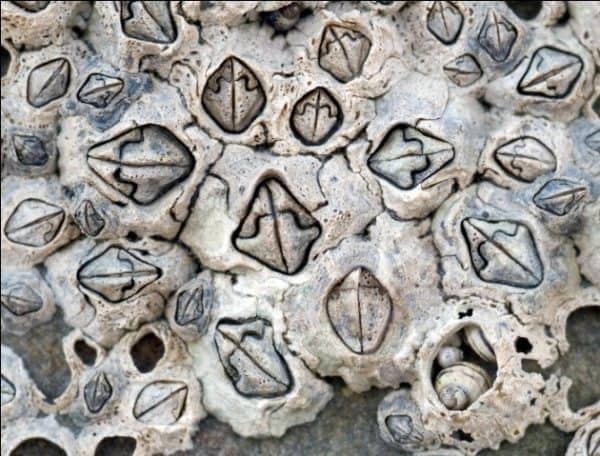 Discovering Rocky Shores – Field Studies Council