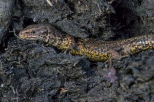 Reptiles and their Ecology – Field Studies Council