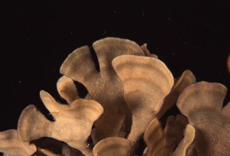 Cheilostomatous bryozoa 1 Synopsis | Linnean Synopsis softback book