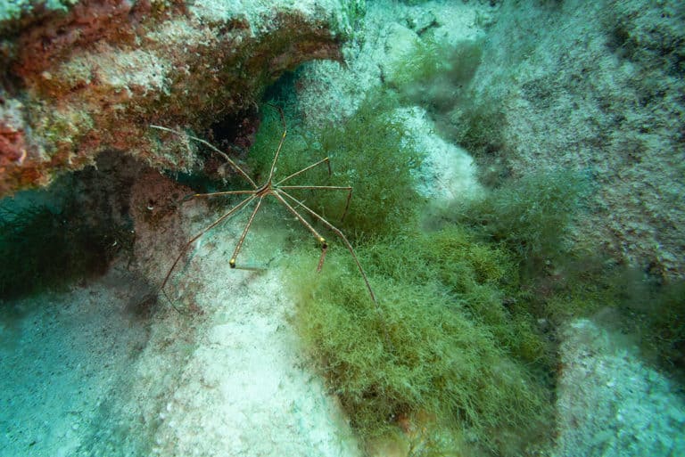 Sea spiders – Field Studies Council