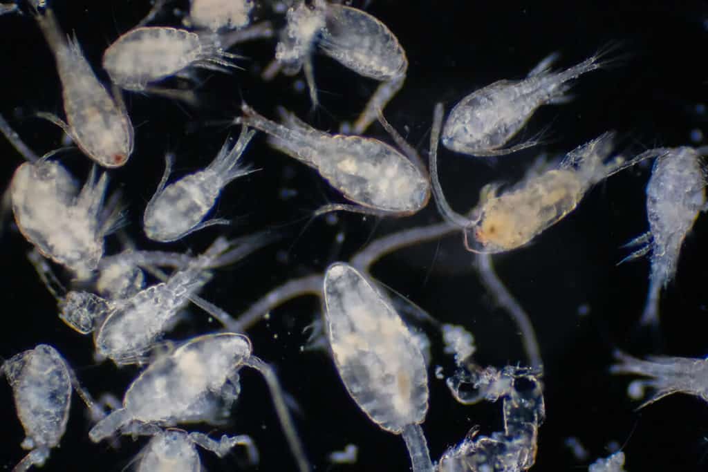 Polychaetes: Interstitial families – Field Studies Council