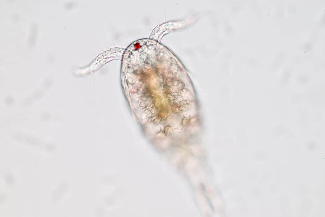 Harpacticoid copepods 1 – Field Studies Council