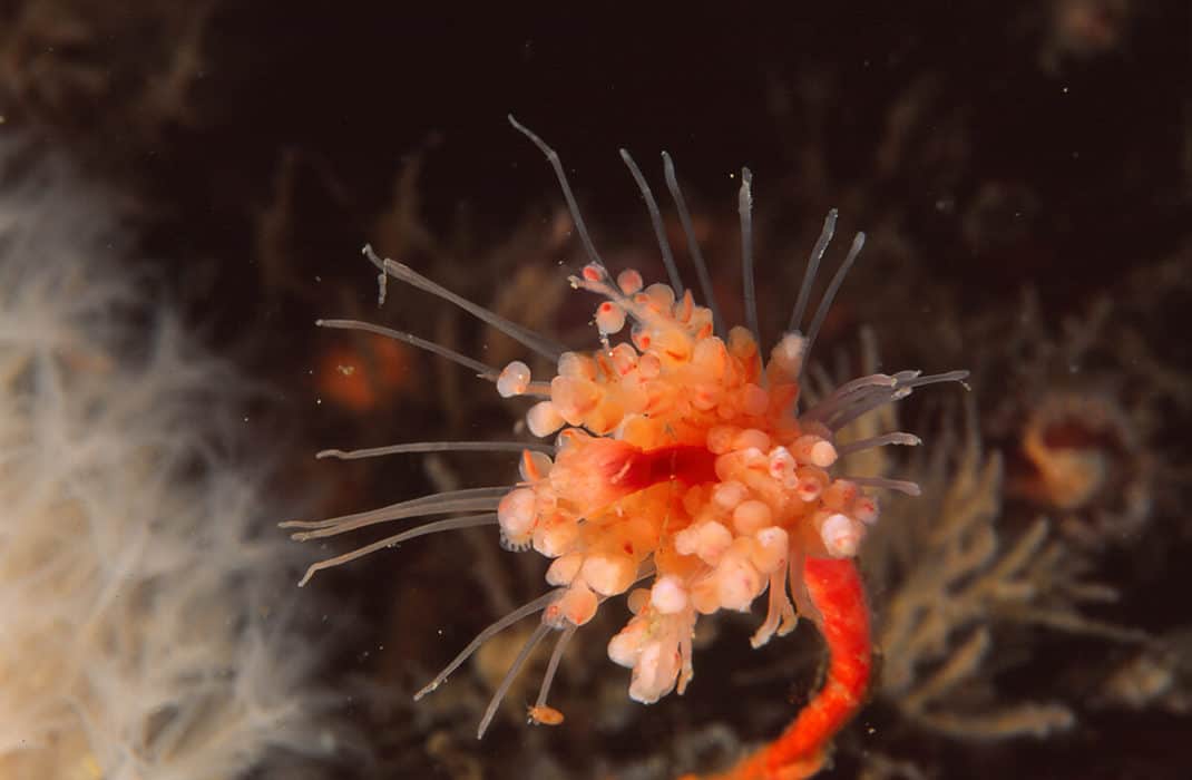 Athecate hydroids & their medusae | Linnean Synopsis softback book | FSC